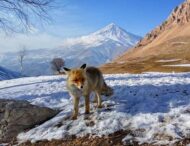Damavand Iran, A Majestic Volcano and Roof of Persia - Iran Exploration
